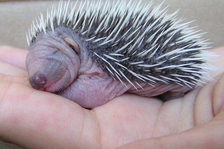 Hilfsbedürftige Igelkinder - Igel in Bayern